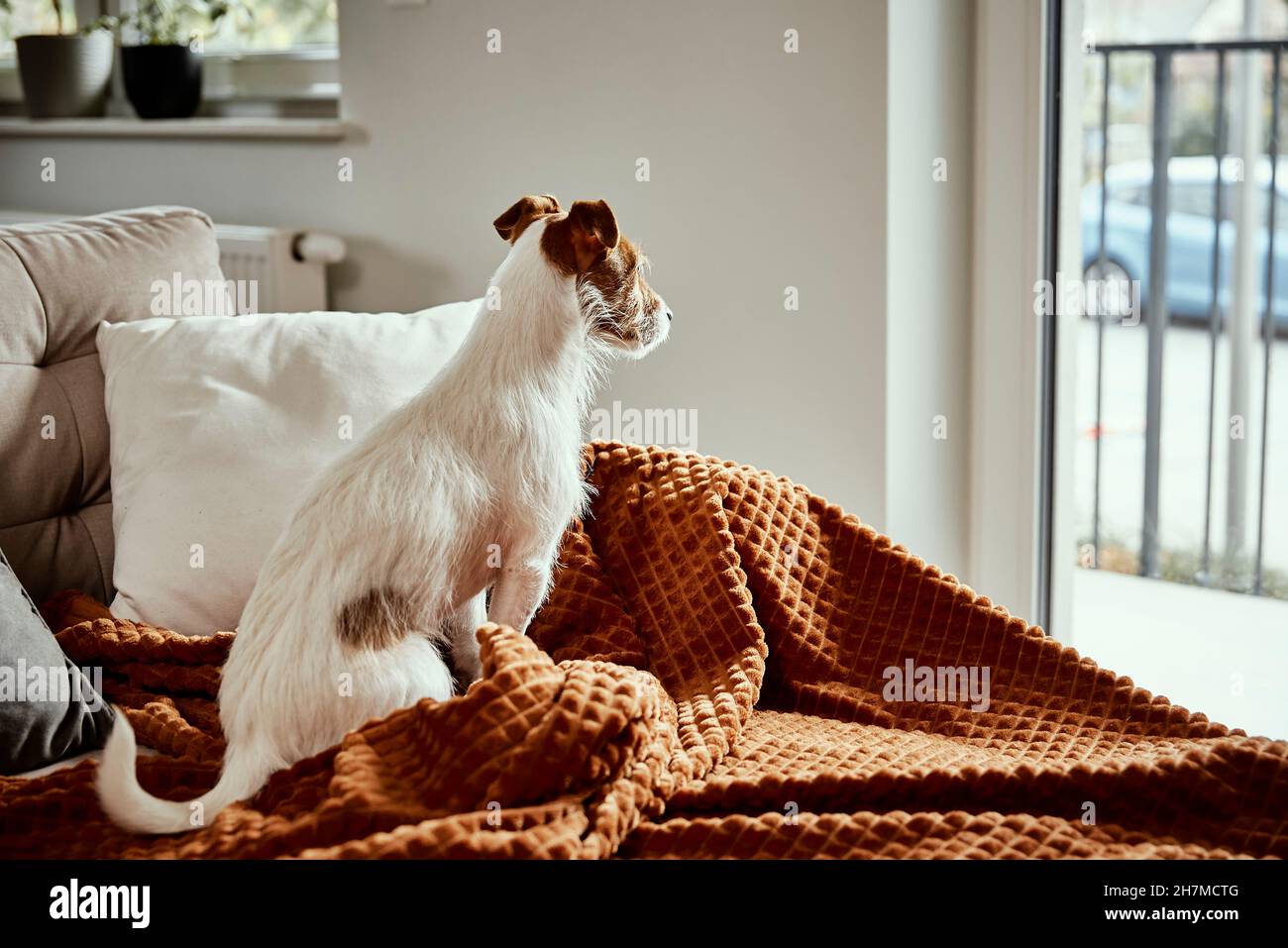 Dog sit on couch and looking at window. Alone pet waiting for owner ...