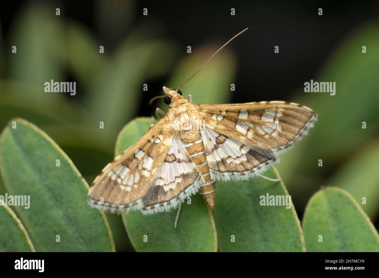 Witch moth, Thysania agrippina, Satara, Maharashtra, India Stock Photo ...