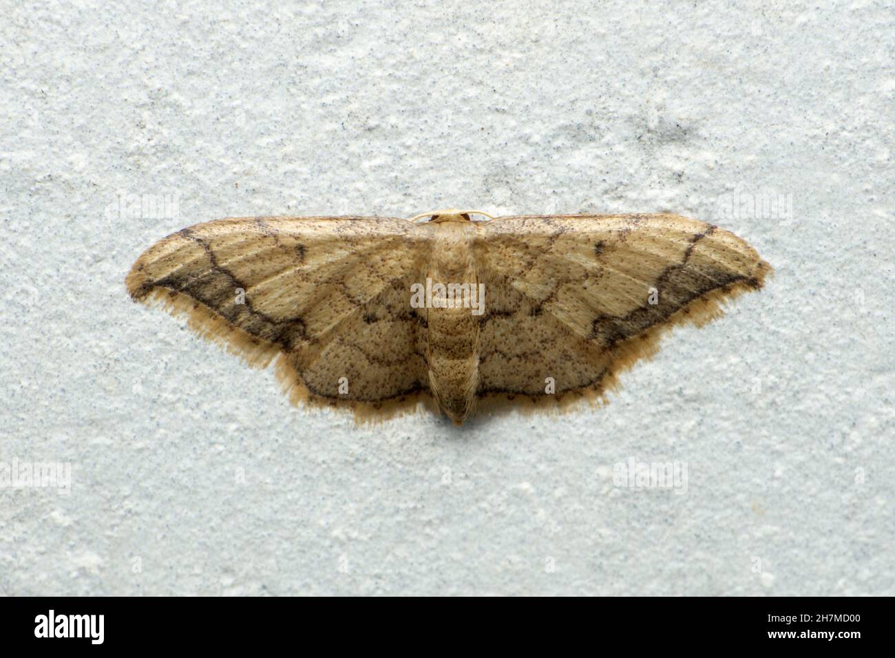 Wax moth, Galleriini species, Satara, Maharashtra, India Stock Photo ...