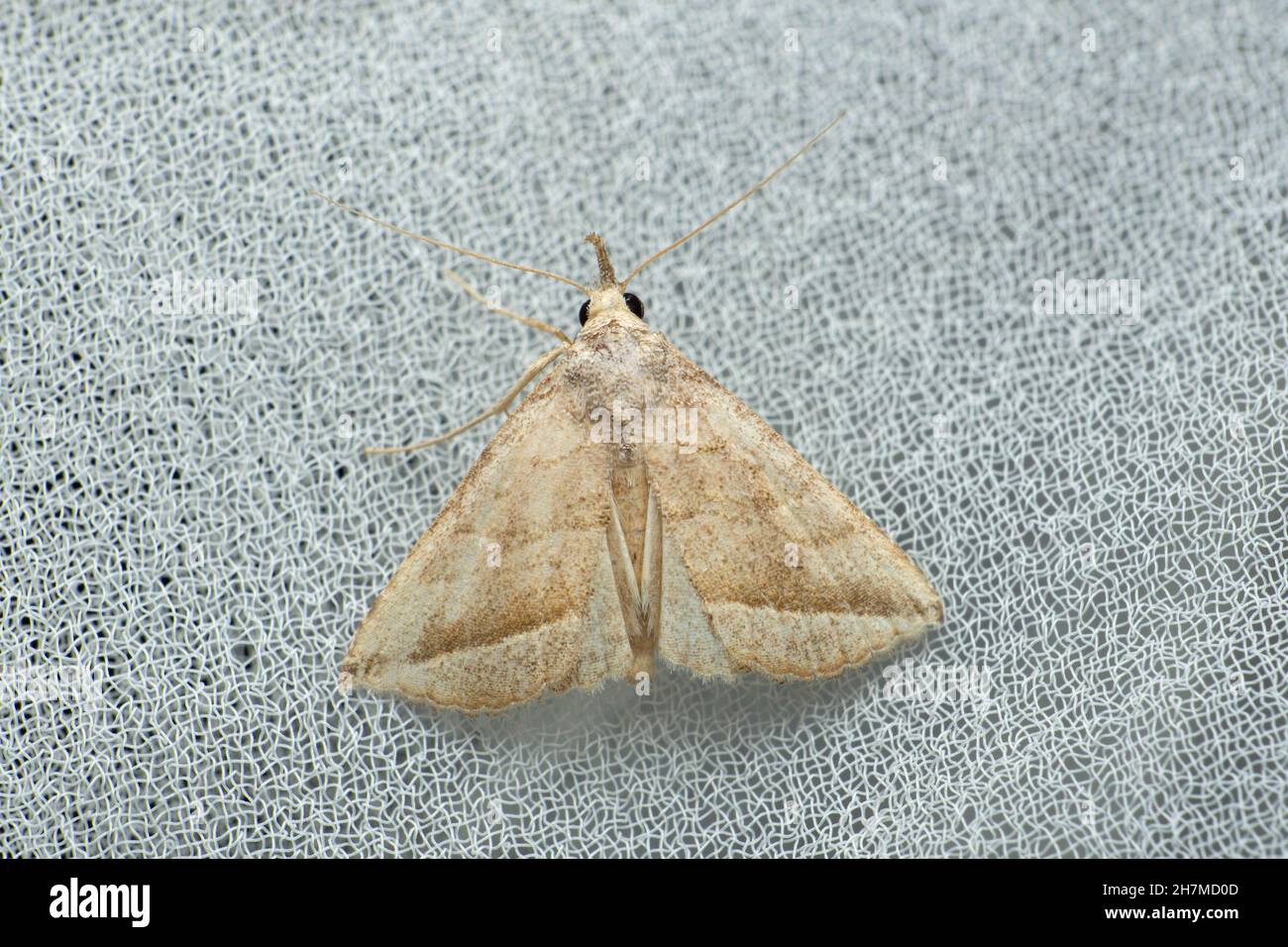 Silk moth hi-res stock photography and images - Alamy