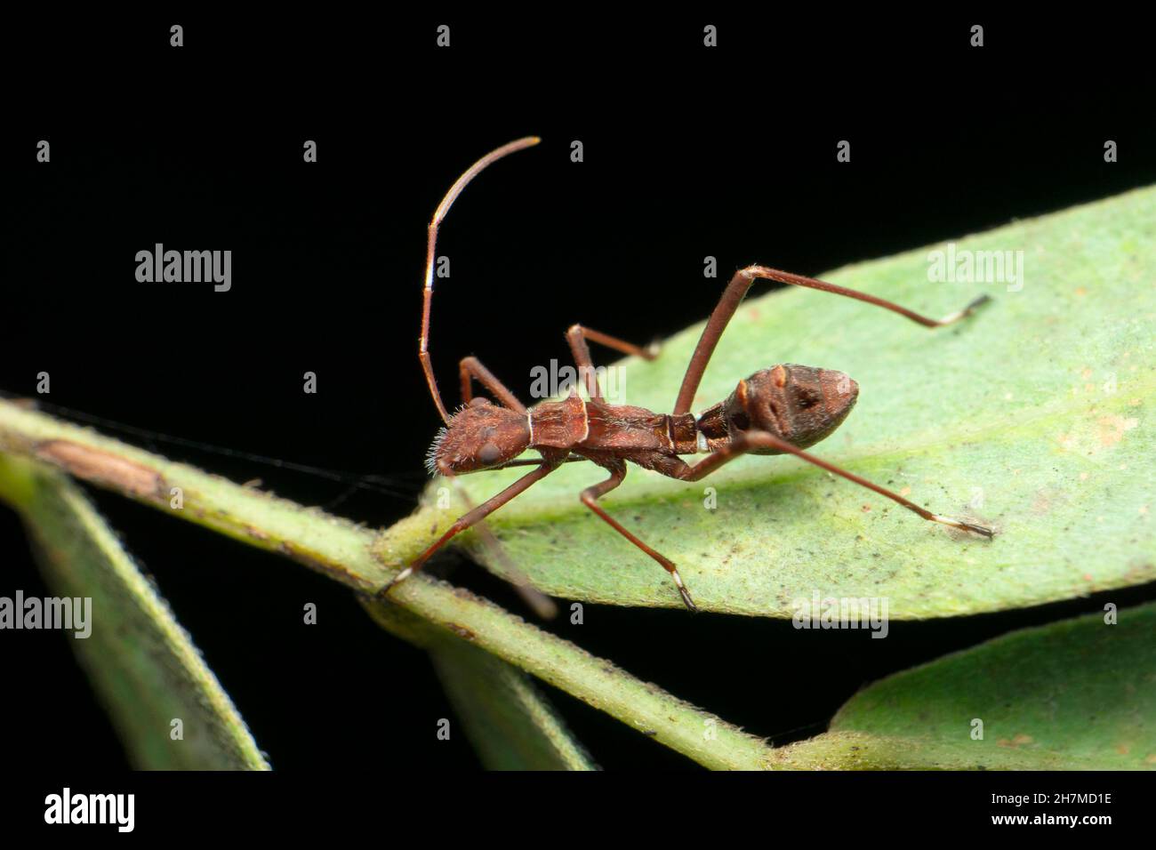 Ant mimic bug species, Satara, Maharashtra, India Stock Photo - Alamy