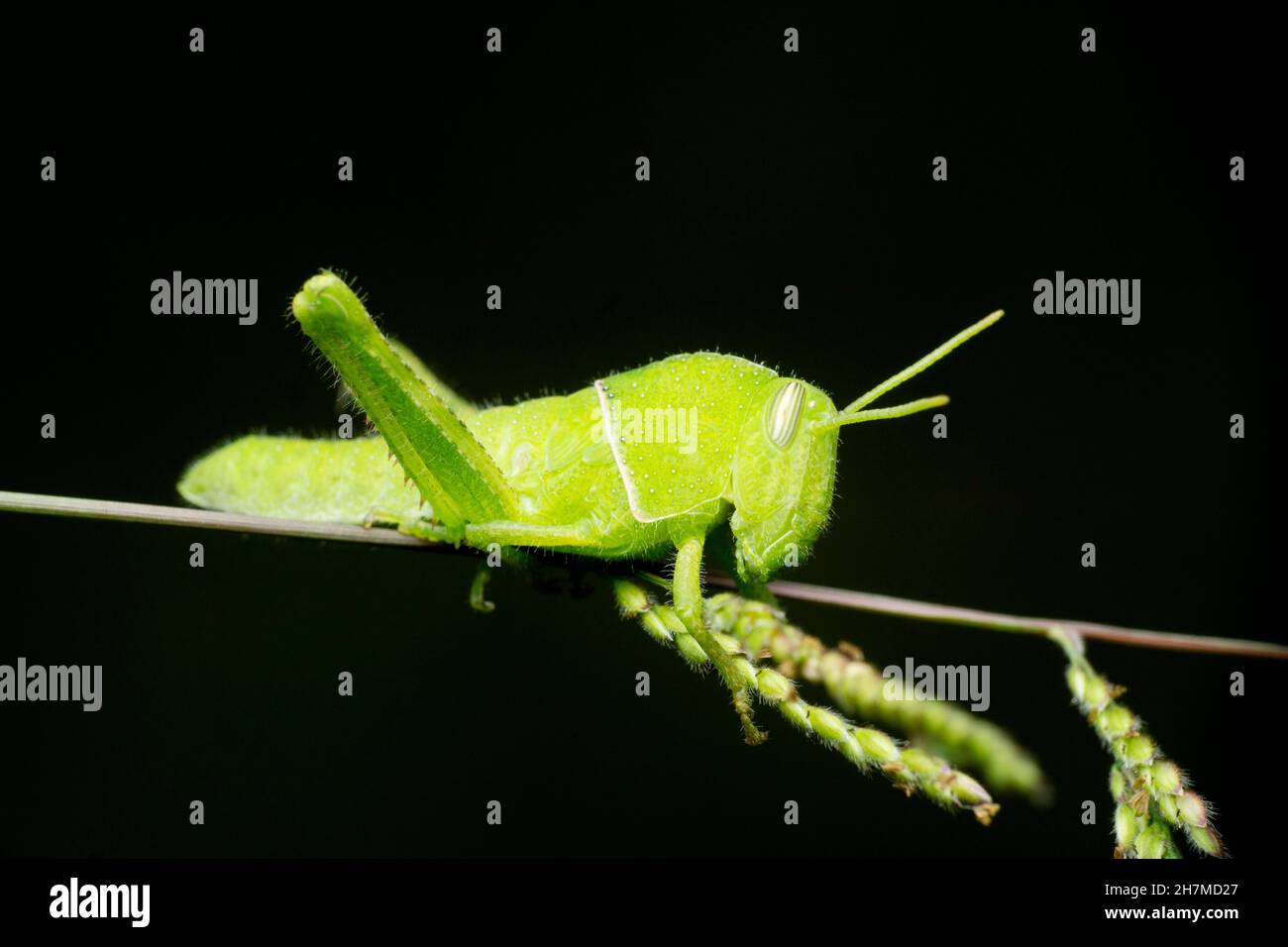 Green female grasshopper hi-res stock photography and images - Alamy