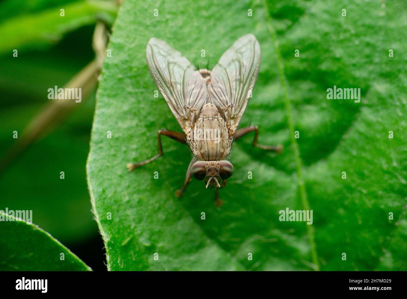 Housefly mouth hi-res stock photography and images - Alamy