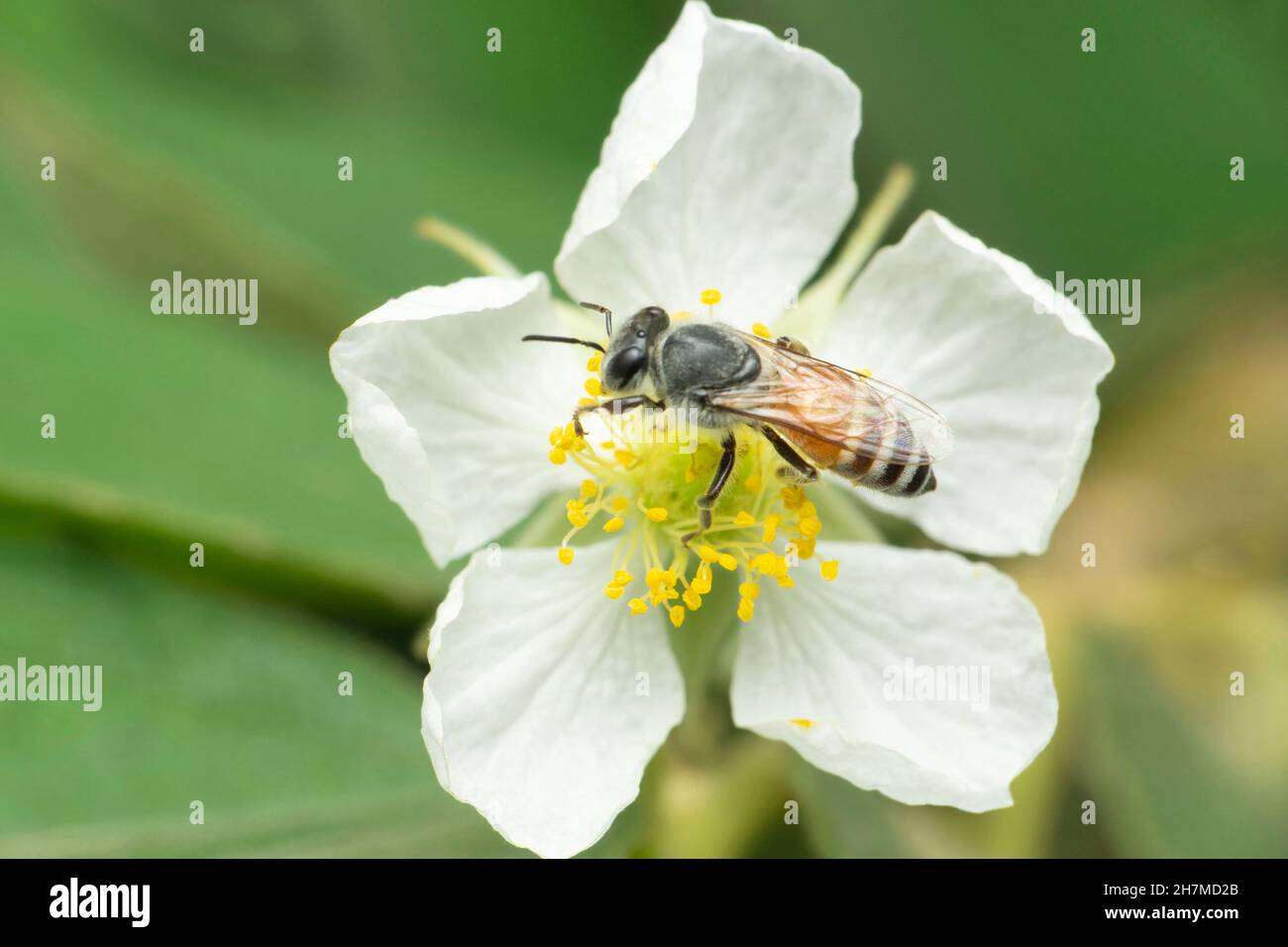 Yellow honey bee, Apis mellifera, Satara, Maharashtra, India Stock ...