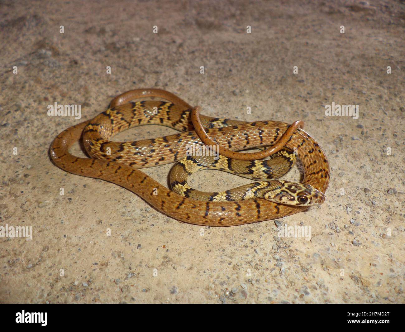 Slender racer, Platyceps gracilis, Satara, Maharashtra, India Stock ...
