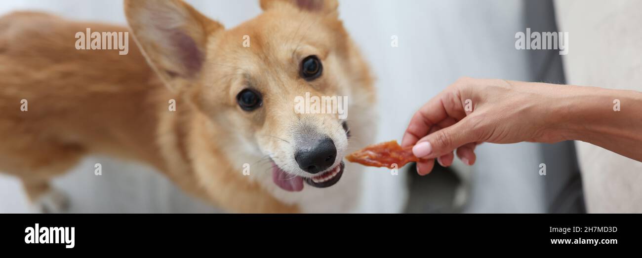 Woman giving corgi dog piece of meat at home Stock Photo - Alamy