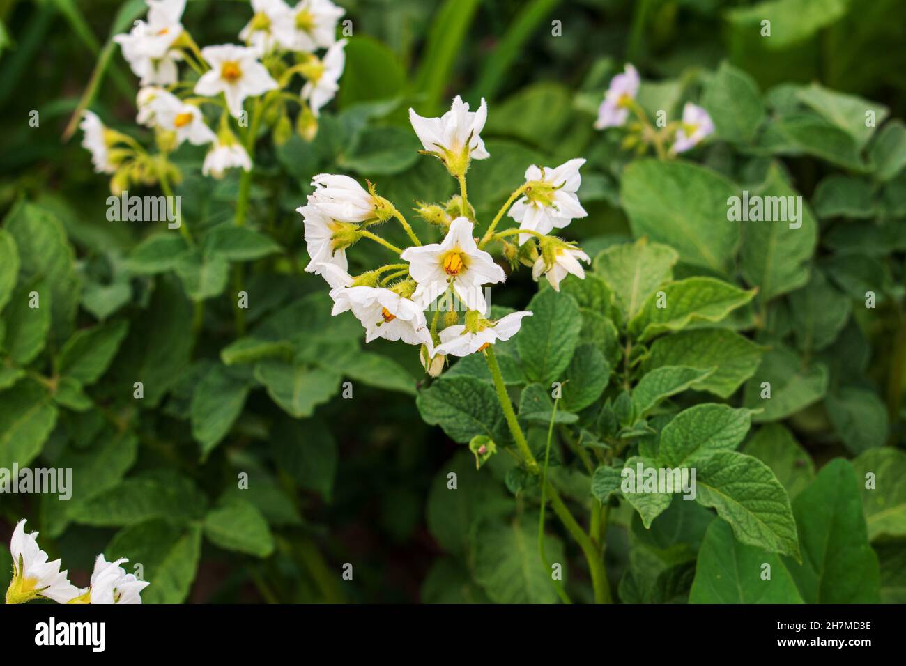Growth potato field hi-res stock photography and images - Alamy