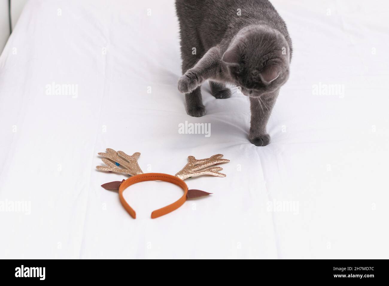 Chartreuse cat on a background of gold foil inflated numbers 2022 plays ...