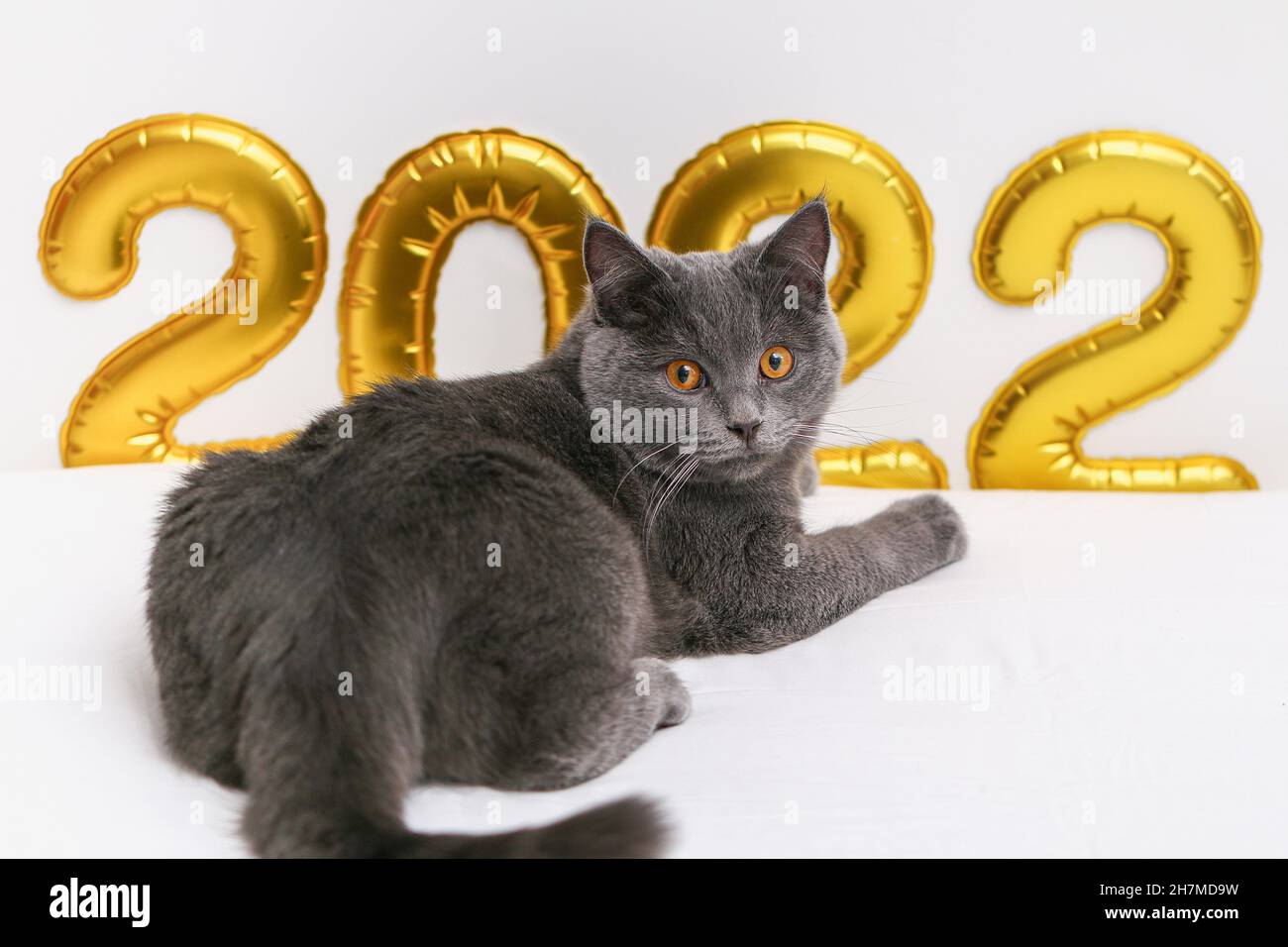 Chartreuse cat on the background of gold foil inflated numbers 2022 ...