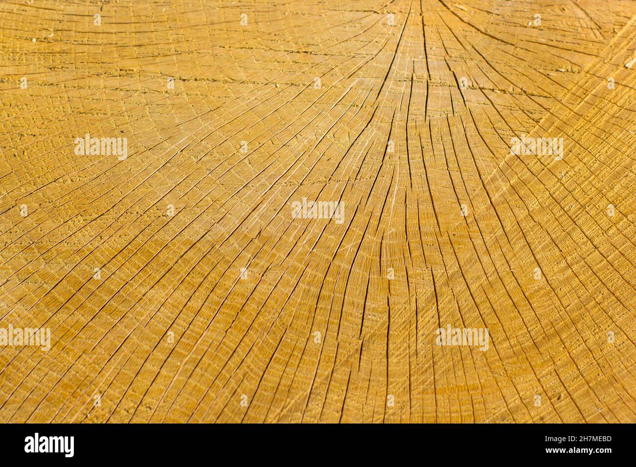 Texture of sawn wood Stock Photo - Alamy