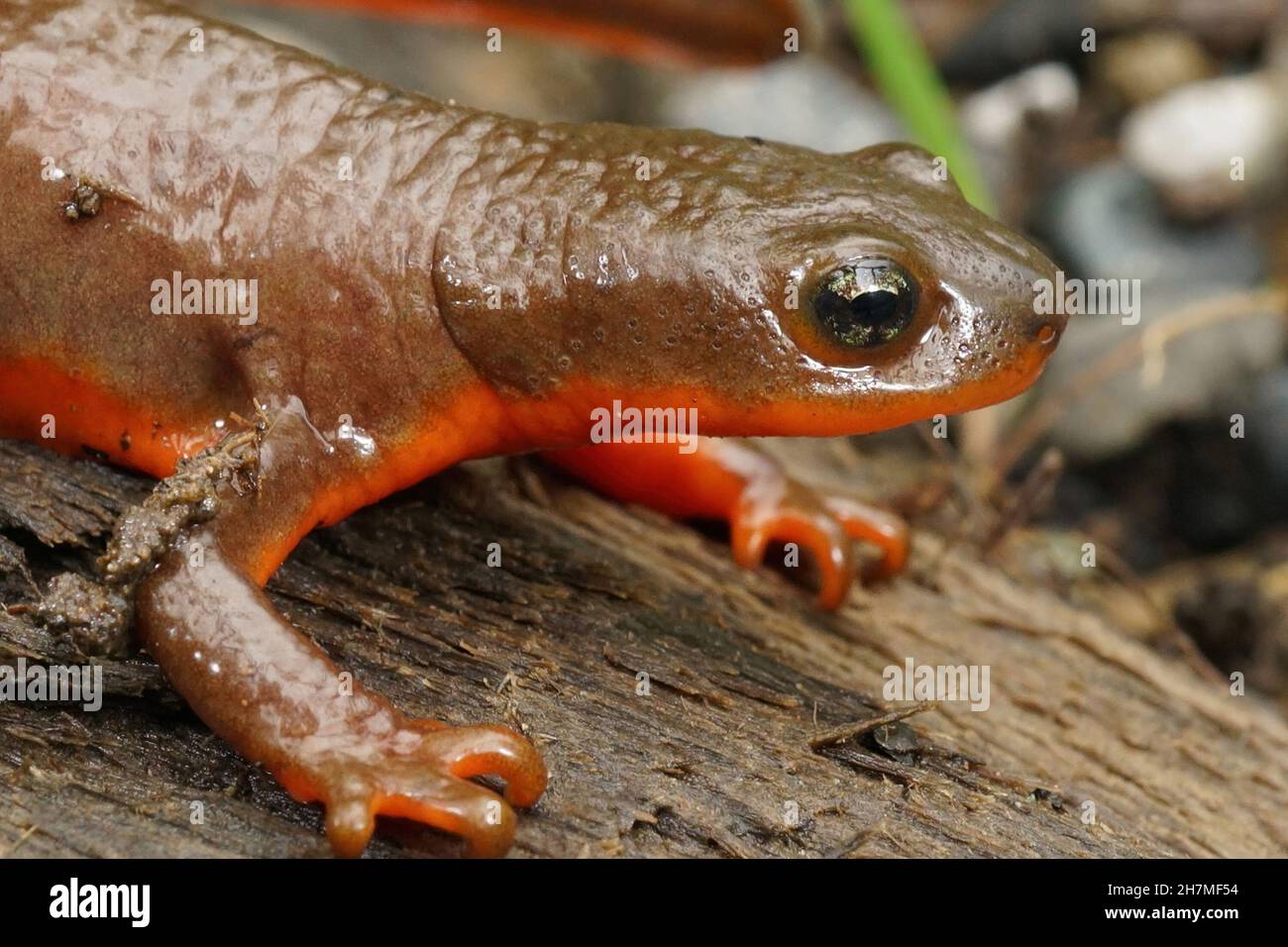Crater lake newt hi-res stock photography and images - Alamy