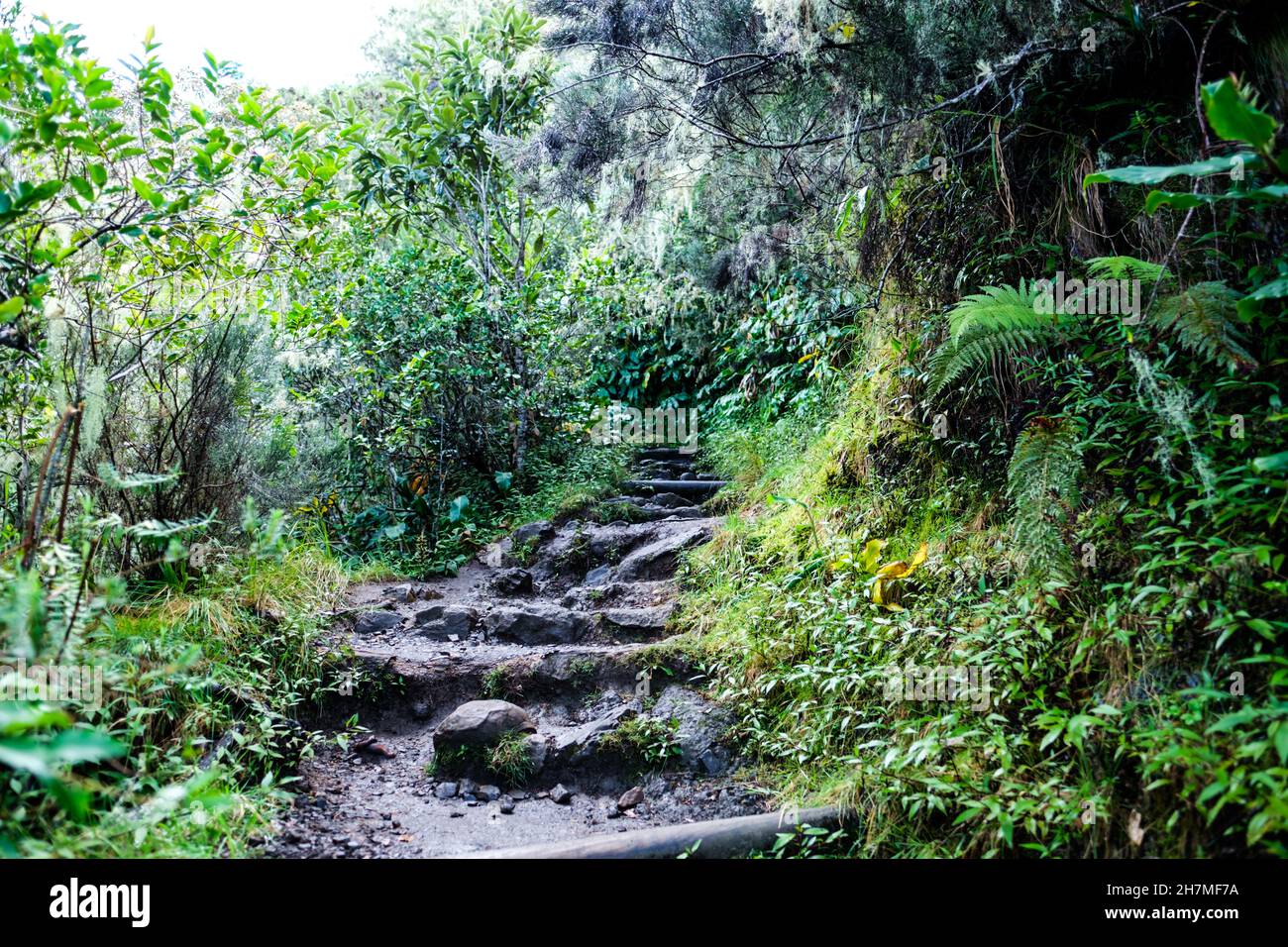 Hiking trail to the piton des neiges - Reunion Stock Photo - Alamy