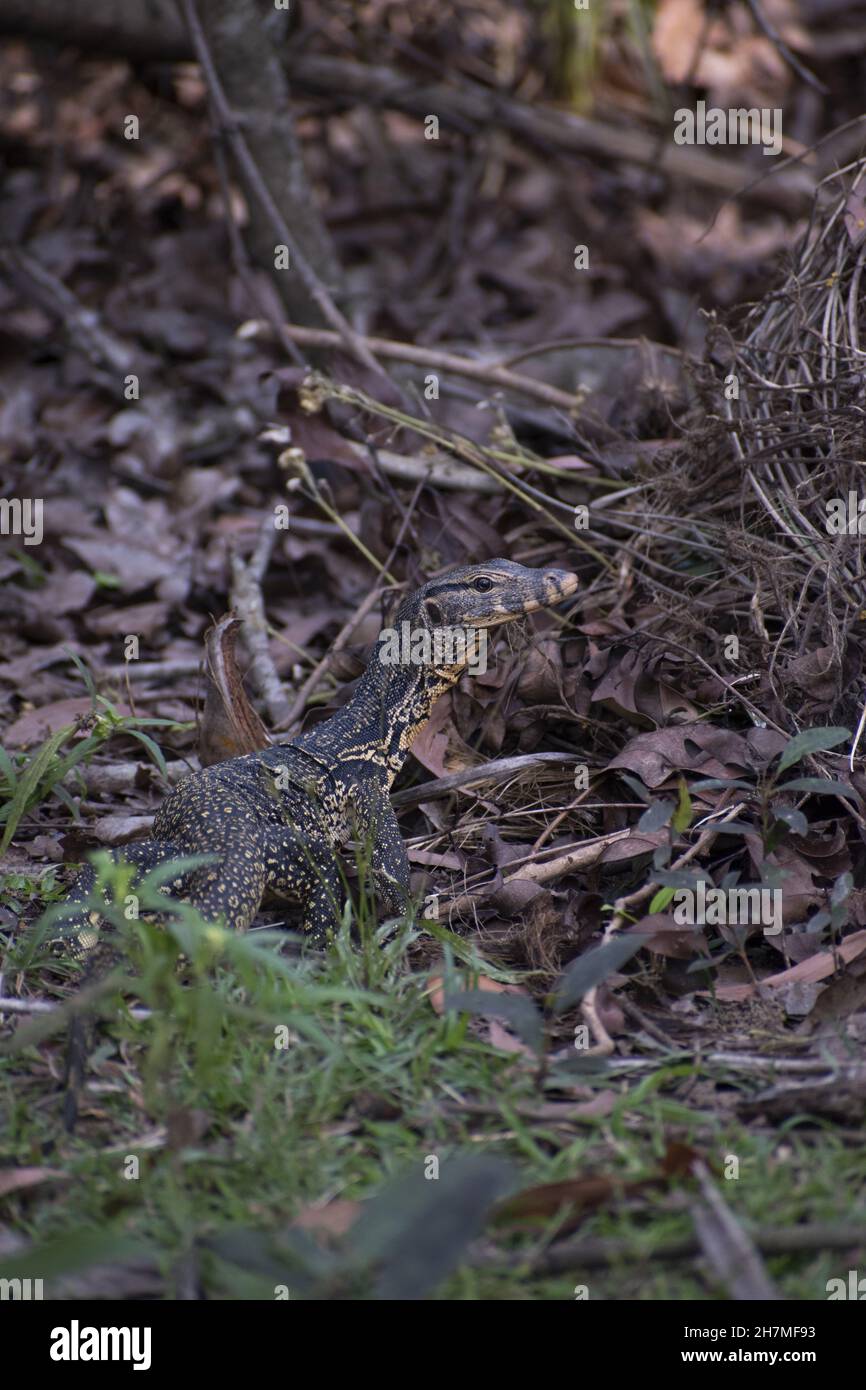 Indian beautiful lizard hi-res stock photography and images - Alamy