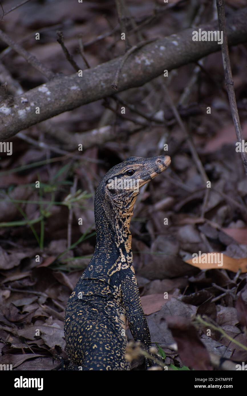a monitor lizard looking Stock Photo - Alamy