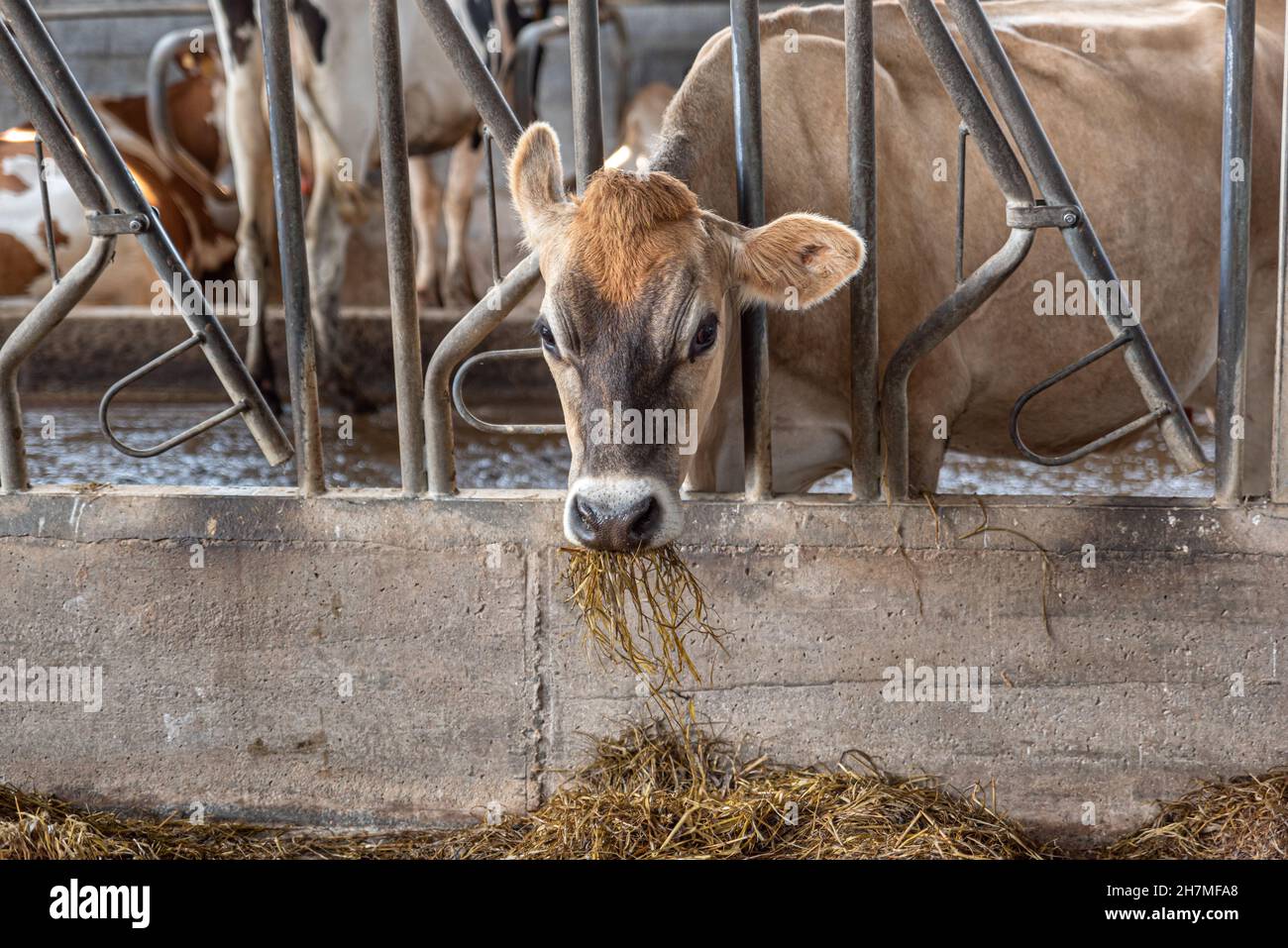 Dairy cows in the barn, global warming concept Stock Photo - Alamy