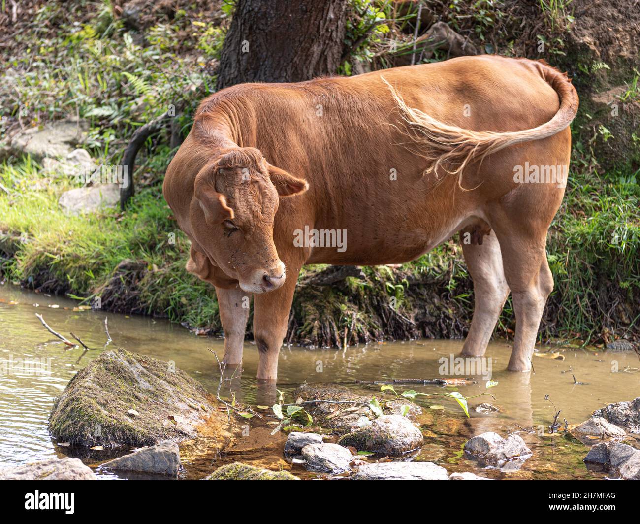 Cow in the river wagging its tail Stock Photo - Alamy