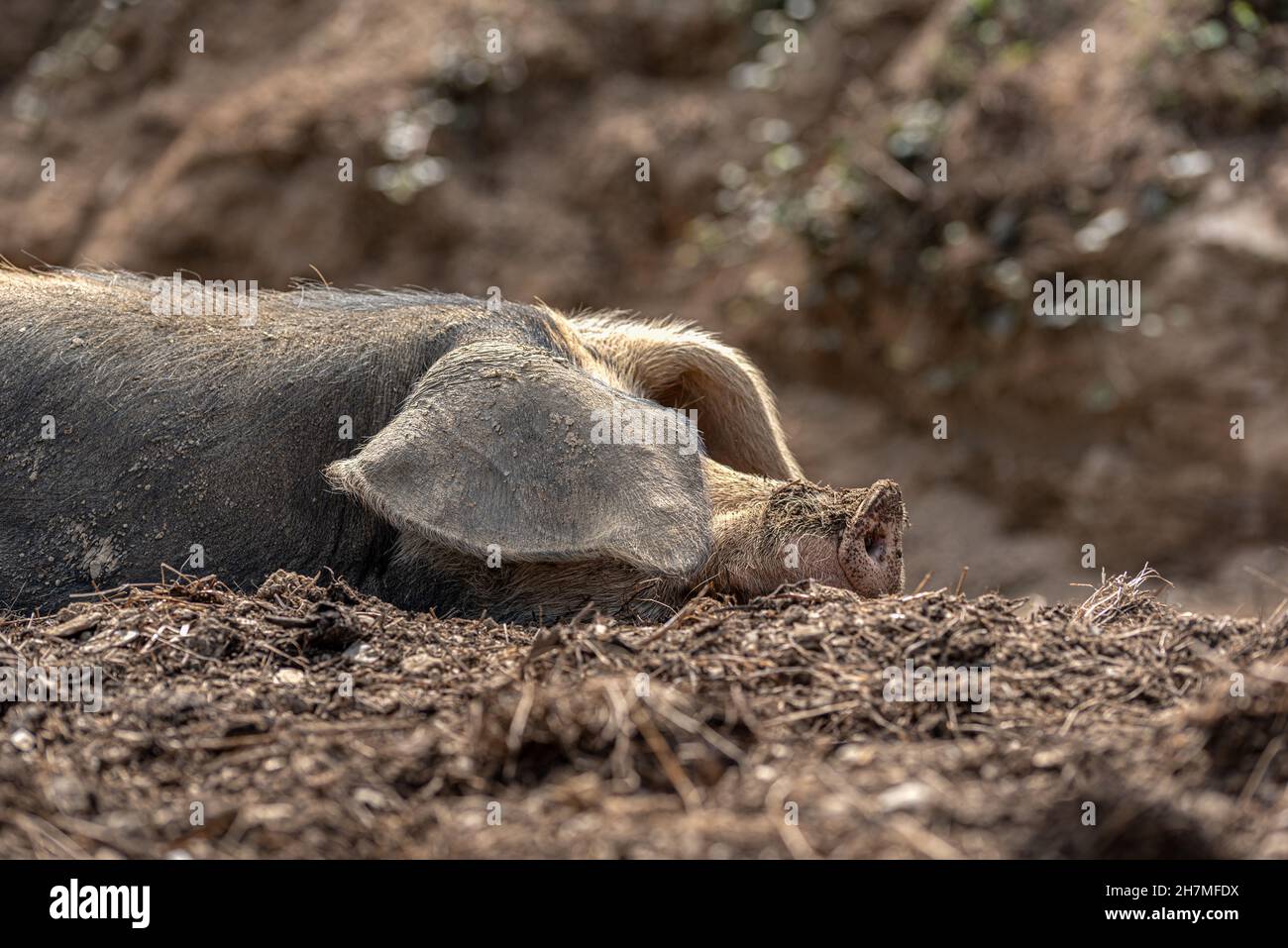 Lying down pig hi-res stock photography and images - Alamy