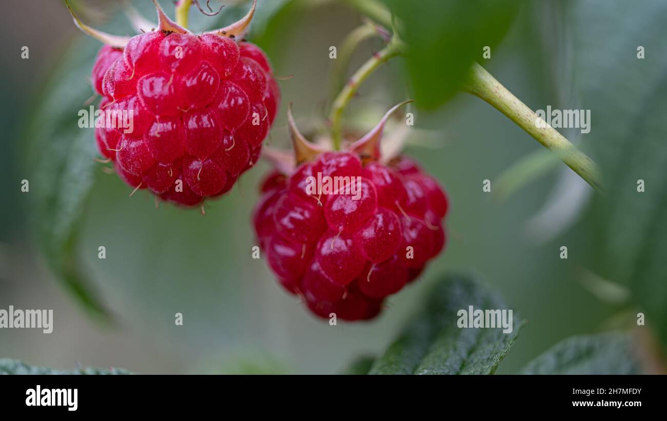 Natural food - fresh raspberries on raspberry. Cluster of ripe r Stock ...