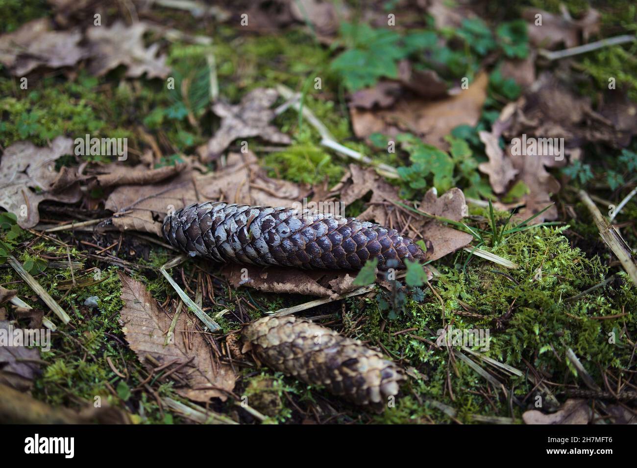 Fir cone on the forest floor with leaves Stock Photo - Alamy