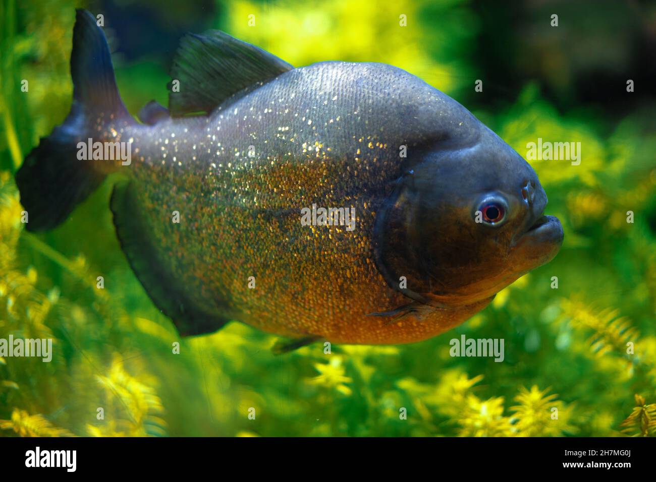 A black fish with big eyes in aquarium Stock Photo - Alamy