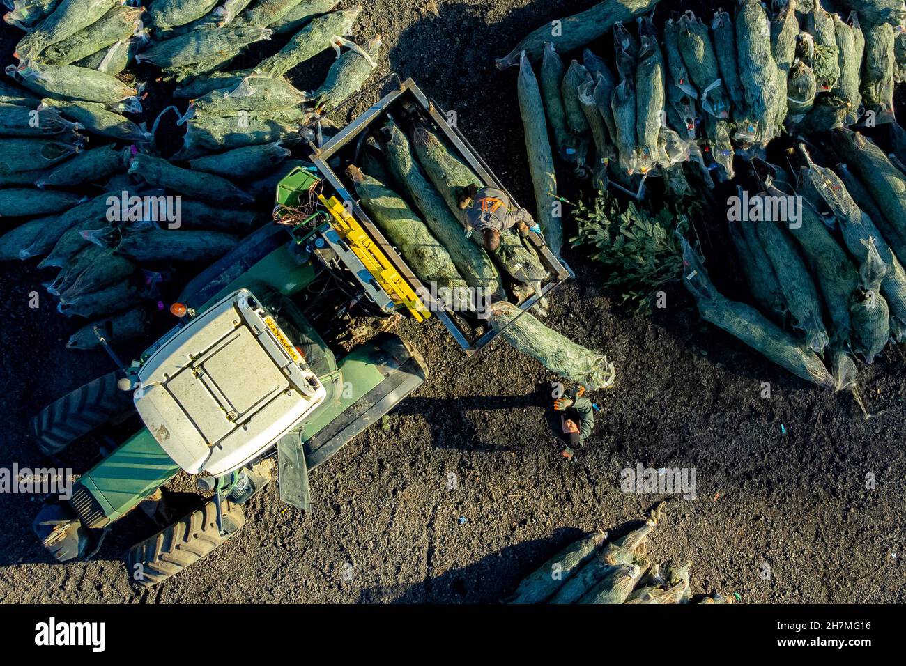 Load of christmas trees hi-res stock photography and images - Alamy