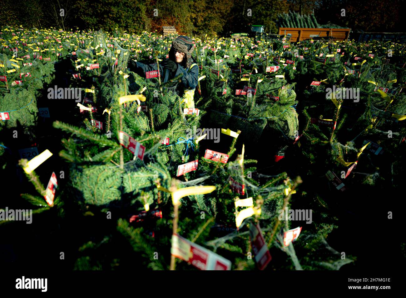 Seasonal worker Max Tobin checks pallets of Christmas trees, planted in ...