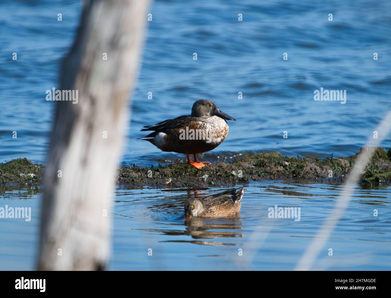 One duck is resting while the other is foraging for food. Aogu Wetlands ...