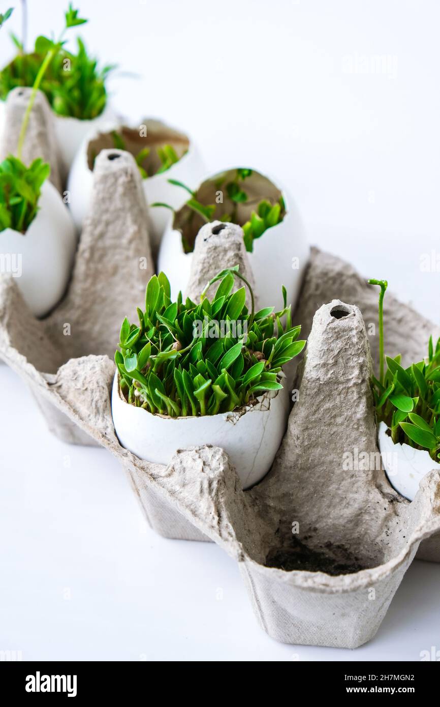 Fresh micro greens. Microgreens of arugula and cress grow in white egg ...
