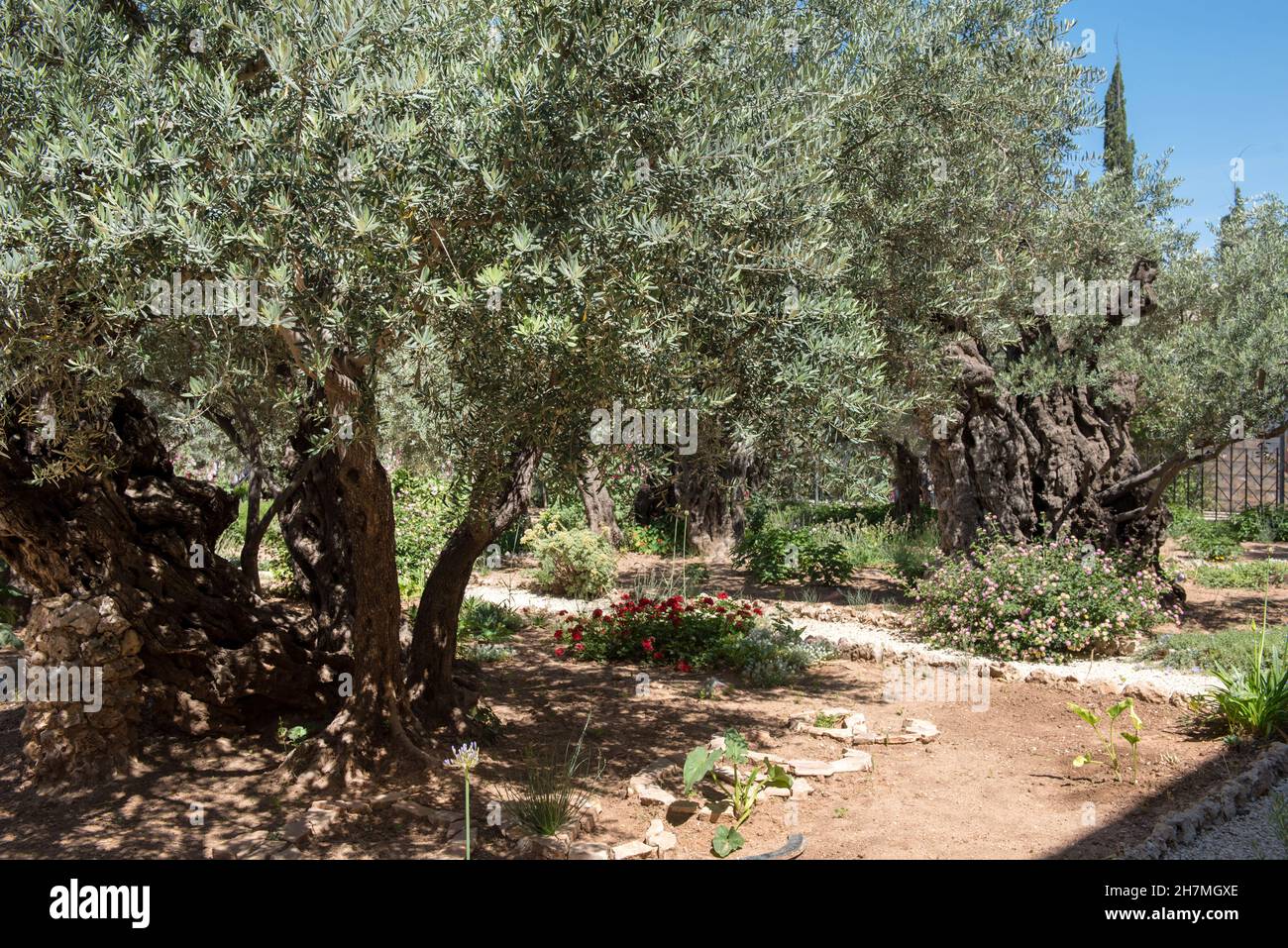 Jesus christ at mount of olives hi-res stock photography and images - Alamy