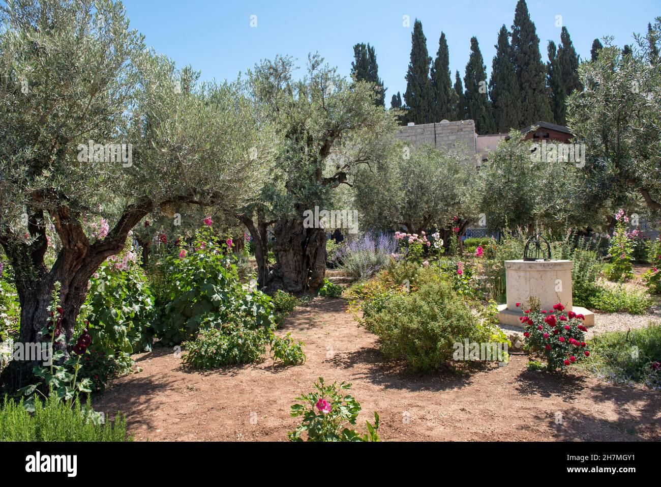 Garden of olives hi-res stock photography and images - Alamy