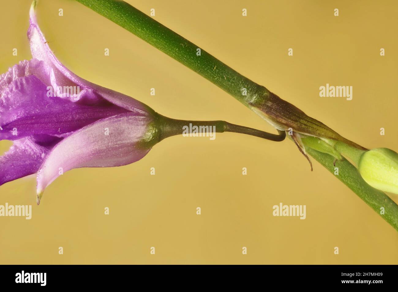 Super macro view of Nodding Chocolate Lily (Arthropodium fimbriatum ...