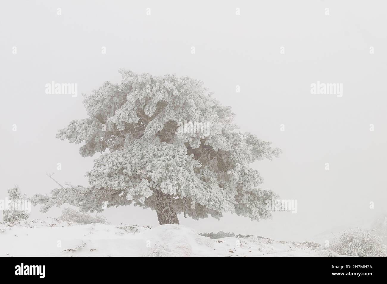 Beautiful winter landscape with snow covered trees Stock Photo - Alamy