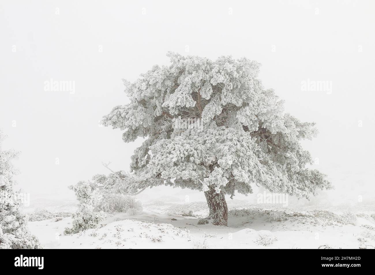 Beautiful winter landscape with snow covered trees Stock Photo - Alamy