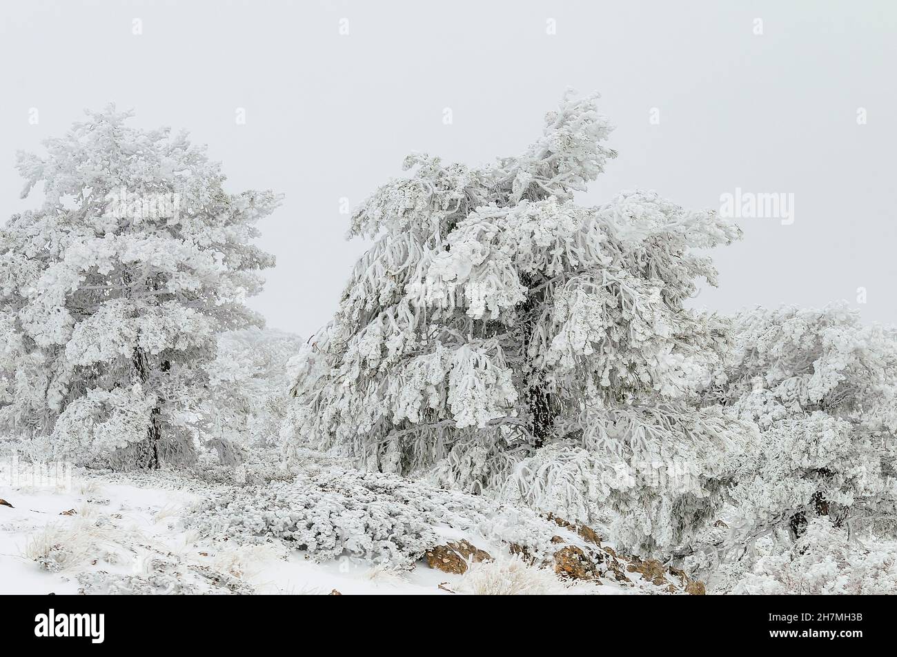 Beautiful winter landscape with snow covered trees Stock Photo - Alamy