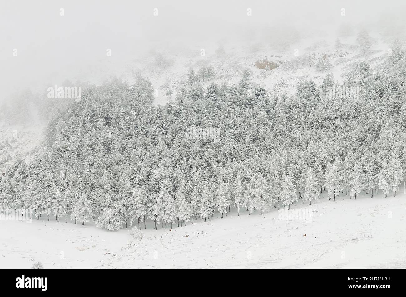 Beautiful winter landscape with snow covered trees Stock Photo - Alamy