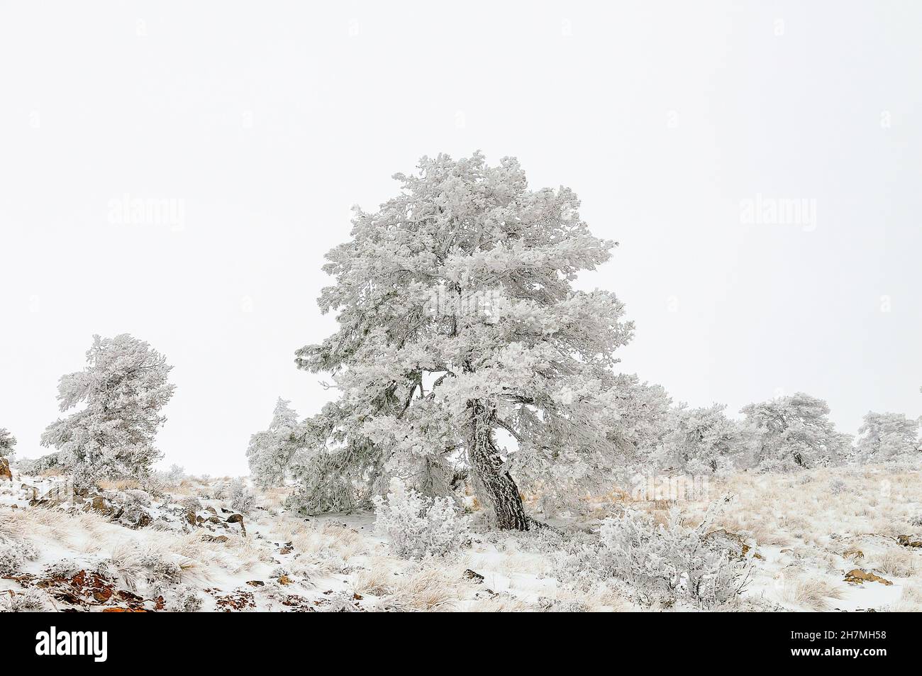 Beautiful winter landscape with snow covered trees Stock Photo - Alamy