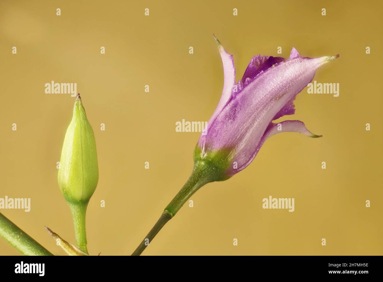 Super macro view of Nodding Chocolate Lily (Arthropodium fimbriatum ...