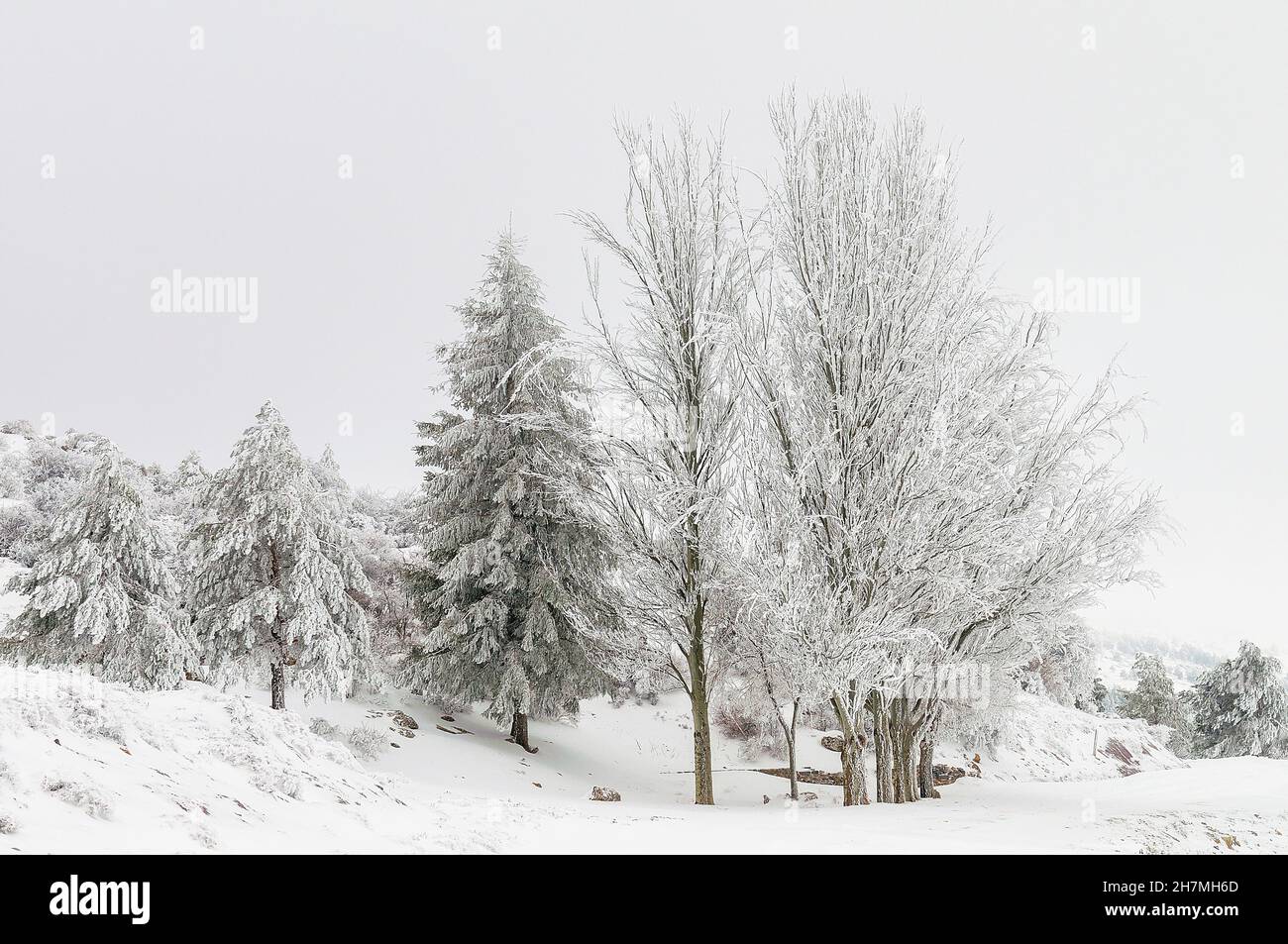 Beautiful winter landscape with snow covered trees Stock Photo - Alamy