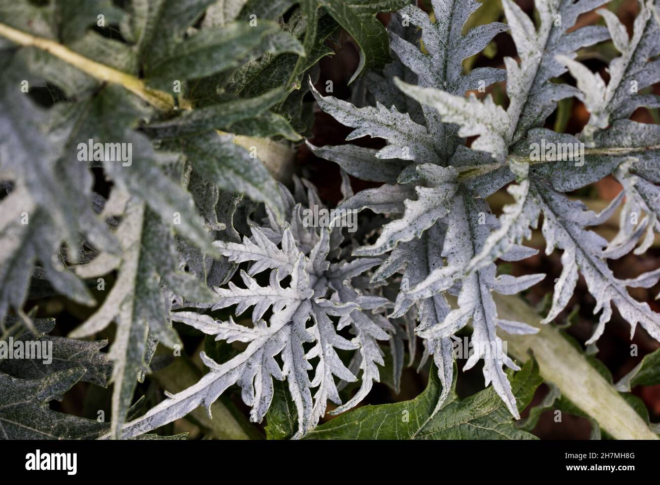 Artichoke thistle leaves - Latin name - Cynara cardunculus Stock Photo ...