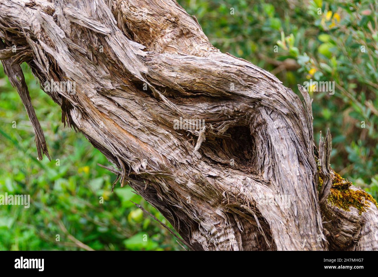 Twisted tree trunk hi-res stock photography and images - Alamy