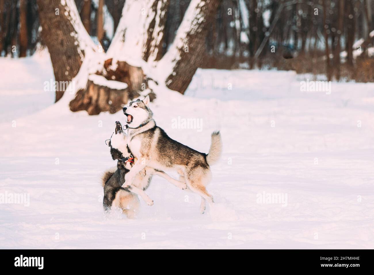 Two Funny Happy Siberian Husky Dogs Playing Together Outdoor In Snowy ...