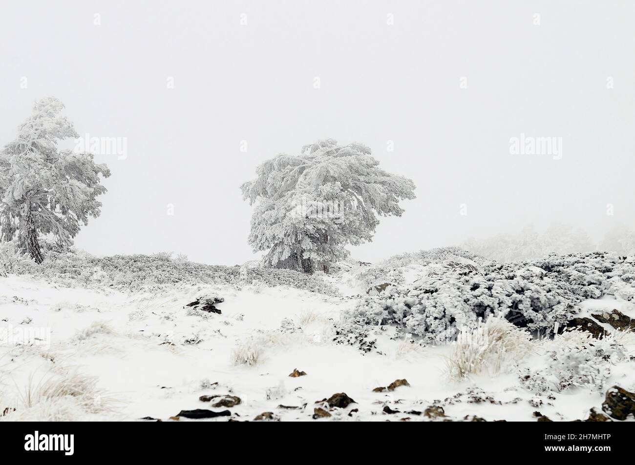 Beautiful winter landscape with snow covered trees Stock Photo - Alamy