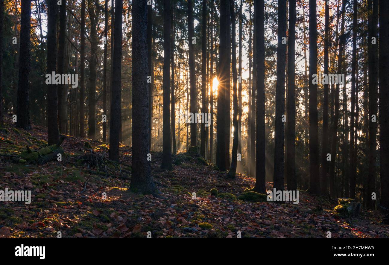 Autumn czech forest landscape with misty fog and sun beams shine through trees Stock Photo - Alamy