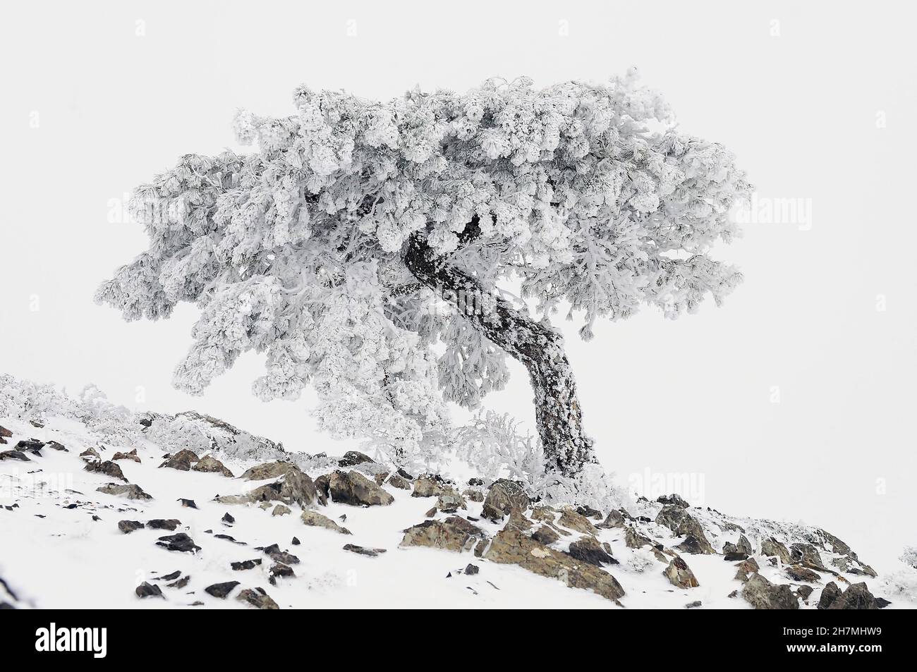 Beautiful winter landscape with snow covered trees Stock Photo - Alamy