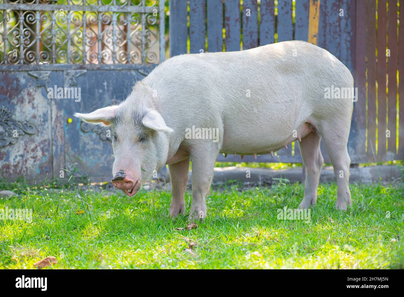 a clean pig walks around the yard and eats grass Stock Photo - Alamy