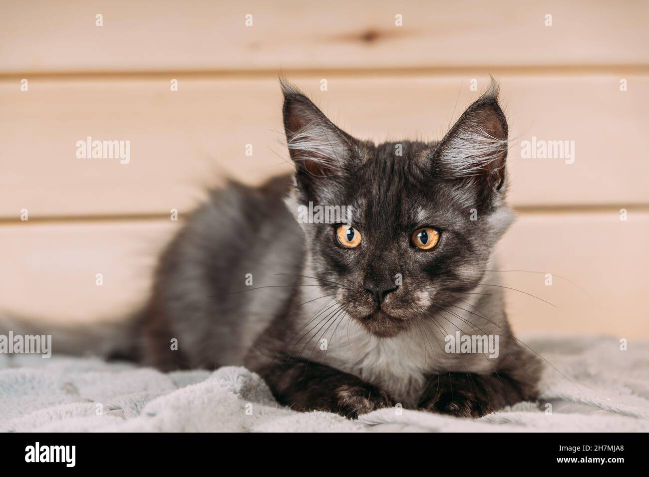 Funny Curious Black Silver Tabby Maine Coon Cat Lying At Home Sofa ...
