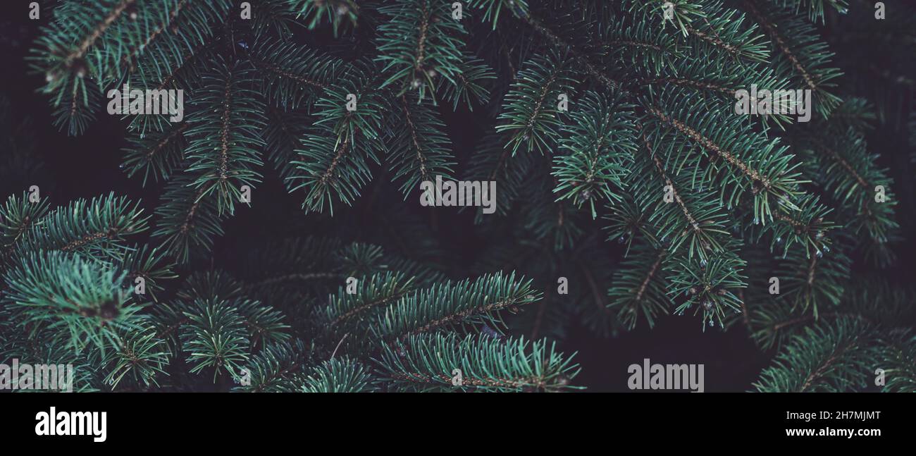 Misty banner hi-res stock photography and images - Alamy