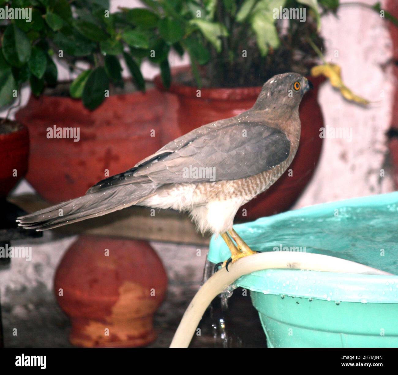 Female grey underparts hi-res stock photography and images - Alamy