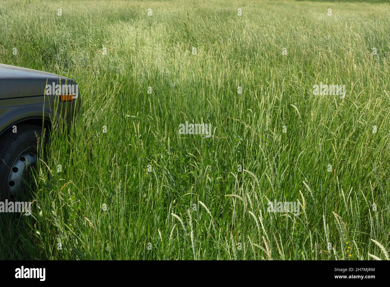 Car parked in tall grass field Stock Photo - Alamy