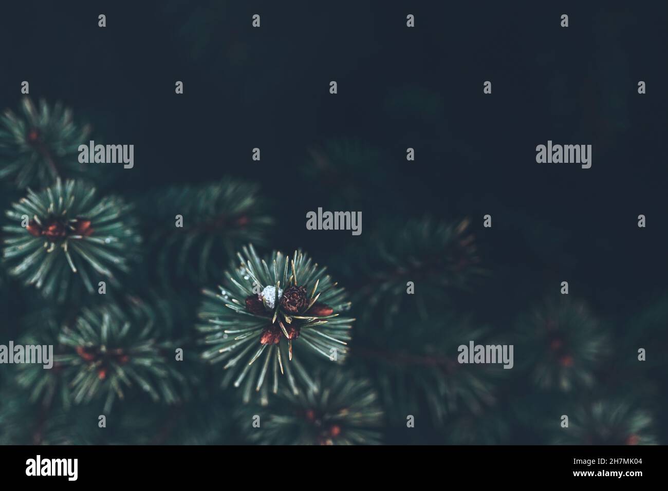 Dark pine tree branches hi-res stock photography and images - Alamy